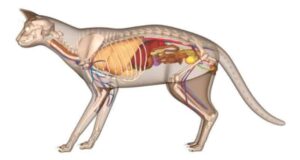 Anatomia pisicii - o prezentare generala - Westernvet