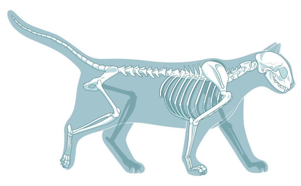 Sistemul scheletic al pisicii - anatomie si caracteristici - Westernvet