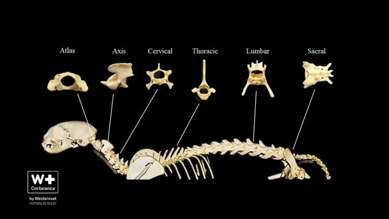Anatomia pisicii - o prezentare generala - Westernvet