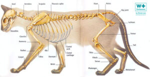 Anatomia pisicii - o prezentare generala - Westernvet