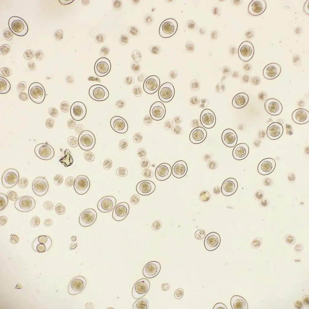 Coccidioza la caini si pisici - ce este, cum se trateaza si previne ...