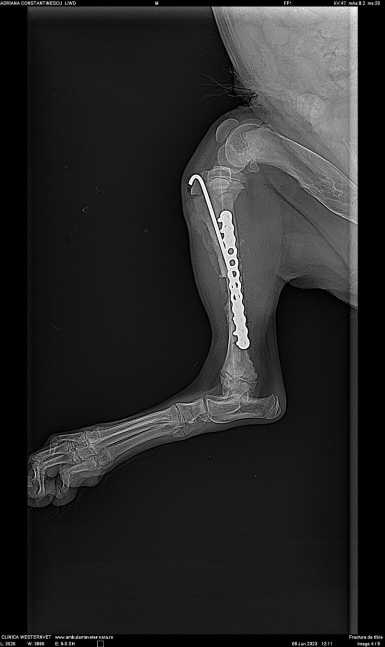 Fractura tibie Lino - Westernvet